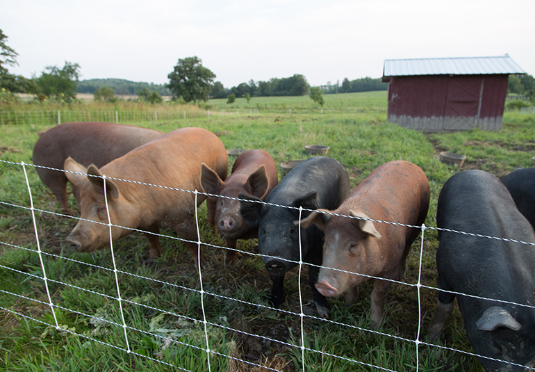 Philo Ridge Farm : Alexander Isley Inc. Designers